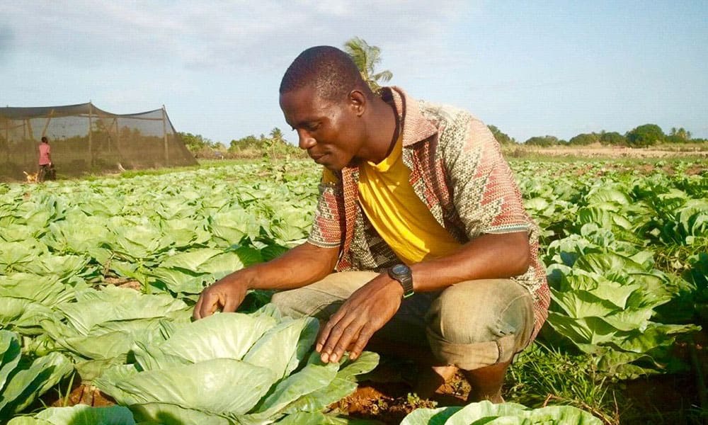 23 kWp Solaranlage - Eden Tree